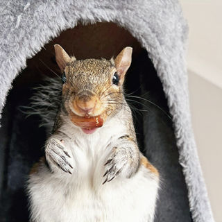 squirrel with neurological problems