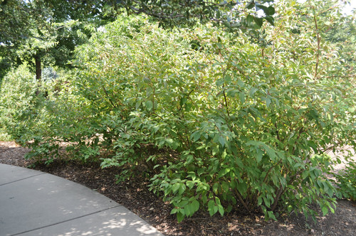 Cornus baileyi Red Twig Dogwood | Spooky Tree Nursery