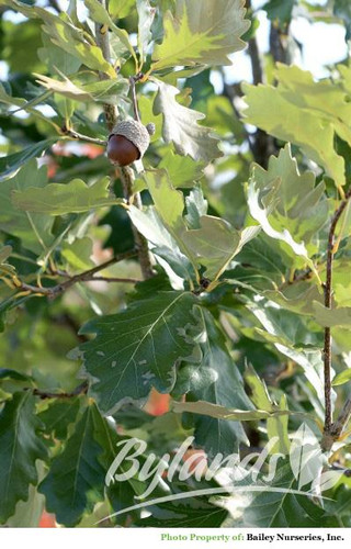Quercus x mac Heritage Oak | Spooky Tree Nursery
