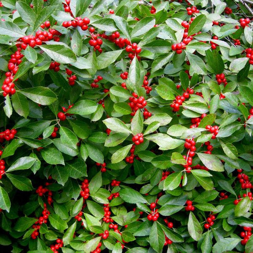 Jim Dandy Winterberry | Spooky Tree Nursery