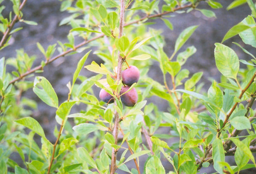 Sapalta Cherry Plum | Spooky Tree Nursery