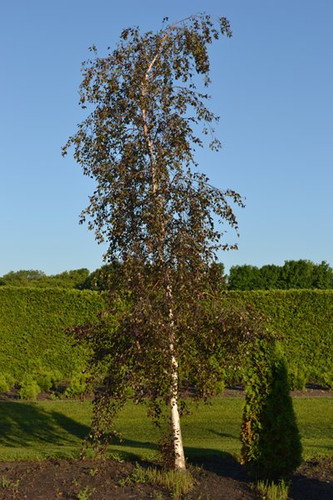 Royal Frost Birch | Spooky Tree Nursery