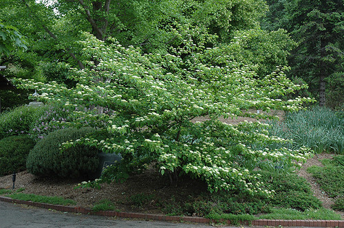 Cornus Alt Pagoda Dog Wood Tree | Spooky Tree Nursery