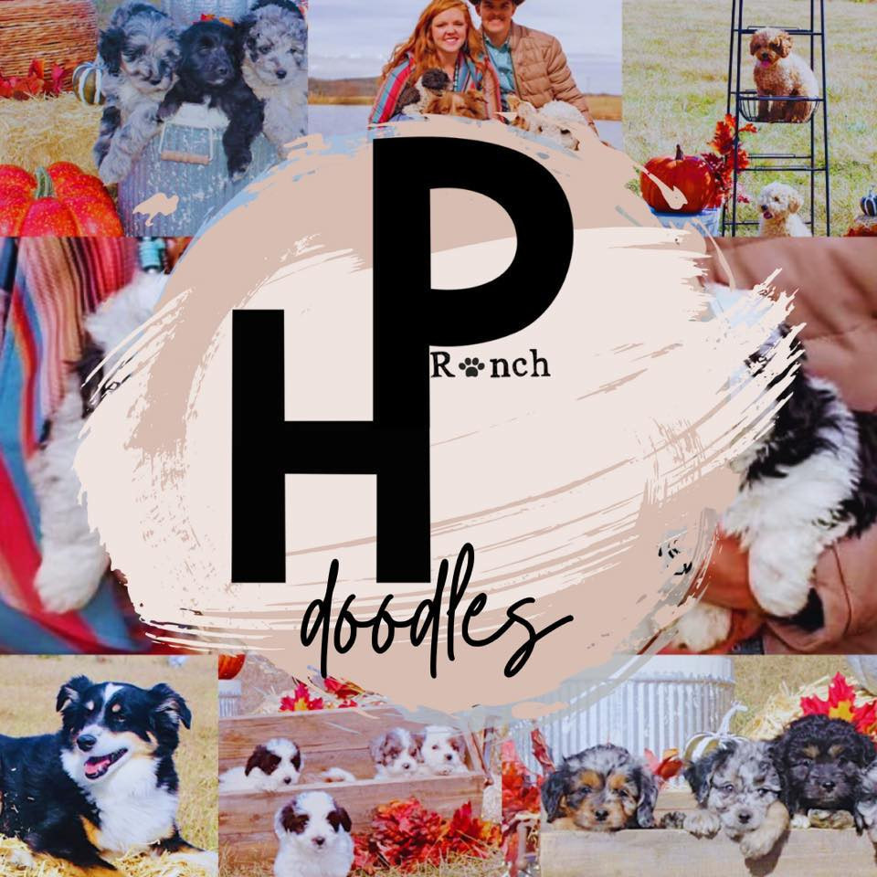 Available Pups | HP Ranch Doodles
