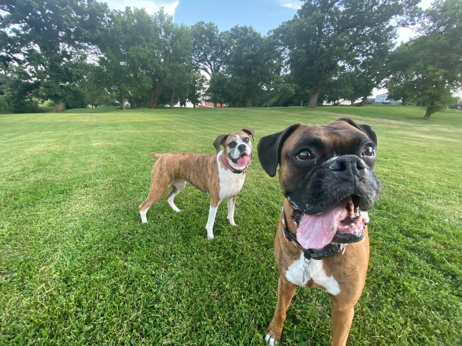 Dog Trainer | Bowser B&B and Bowser Academy | United States