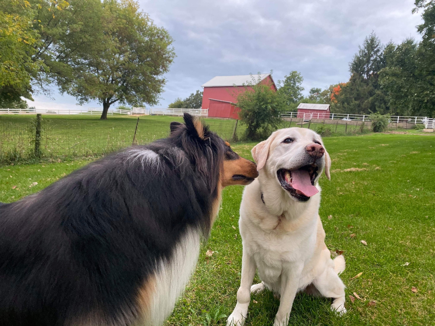 Dog Trainer | Bowser B&B and Bowser Academy | United States