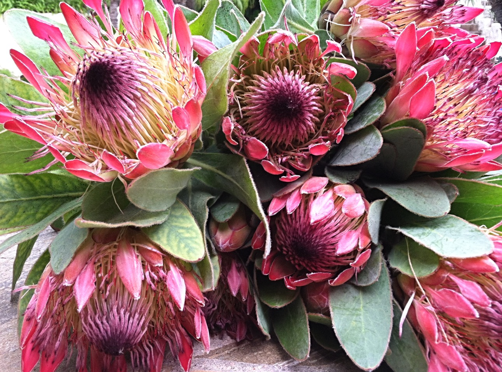 NEWS: Tour of the Flora and Fauna of Africa