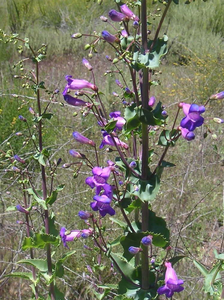 GOING WILD WITH NATIVES: Our Native Penstemons