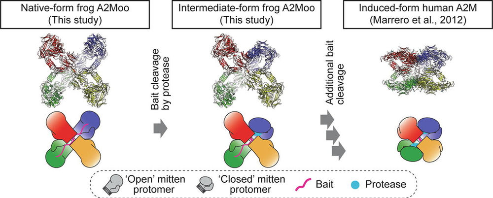 Structural Mechanics of the Alpha-2-Macroglobulin Transformation