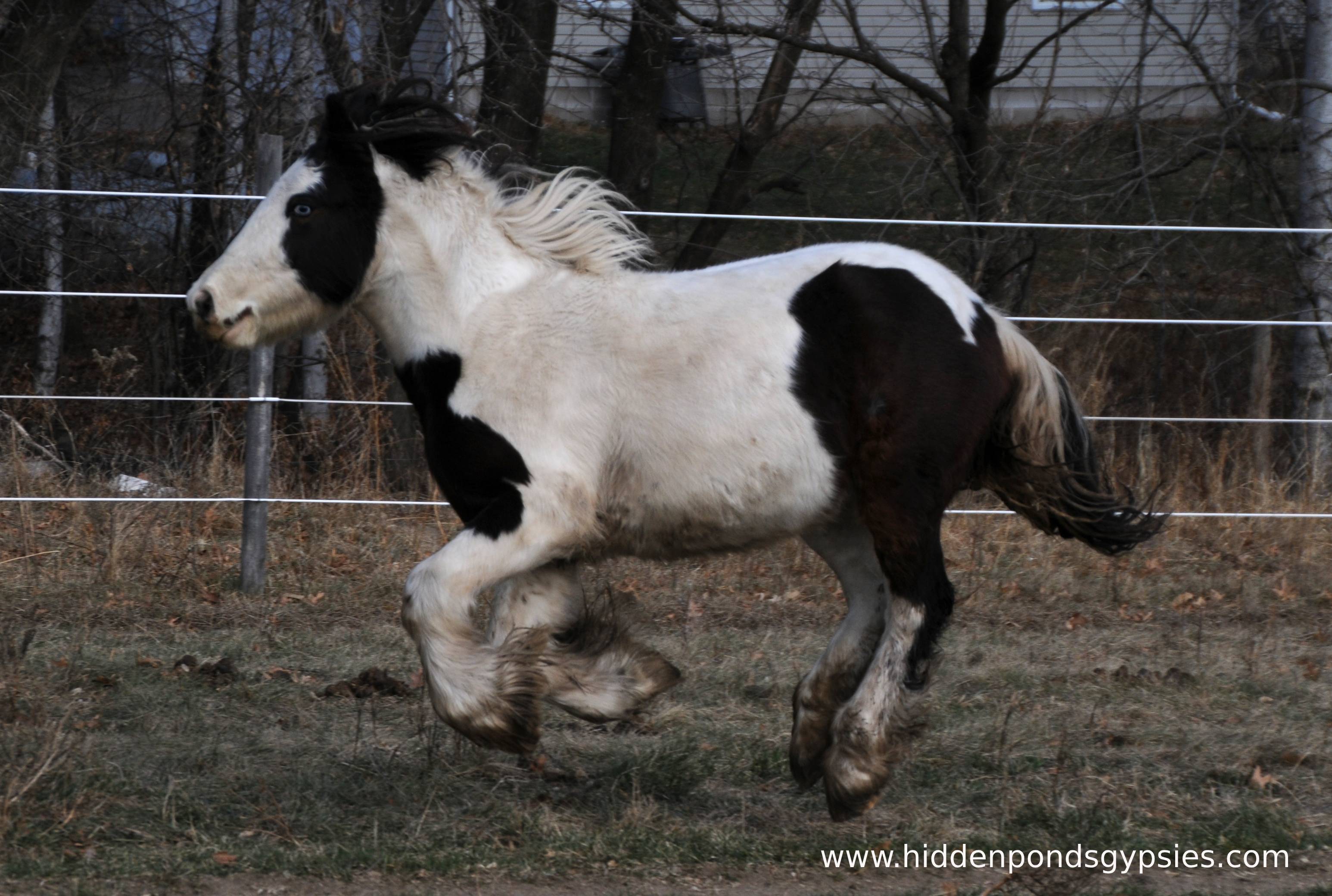 Gypsy Vanners and Show Ponies For Sale | Minnesota
