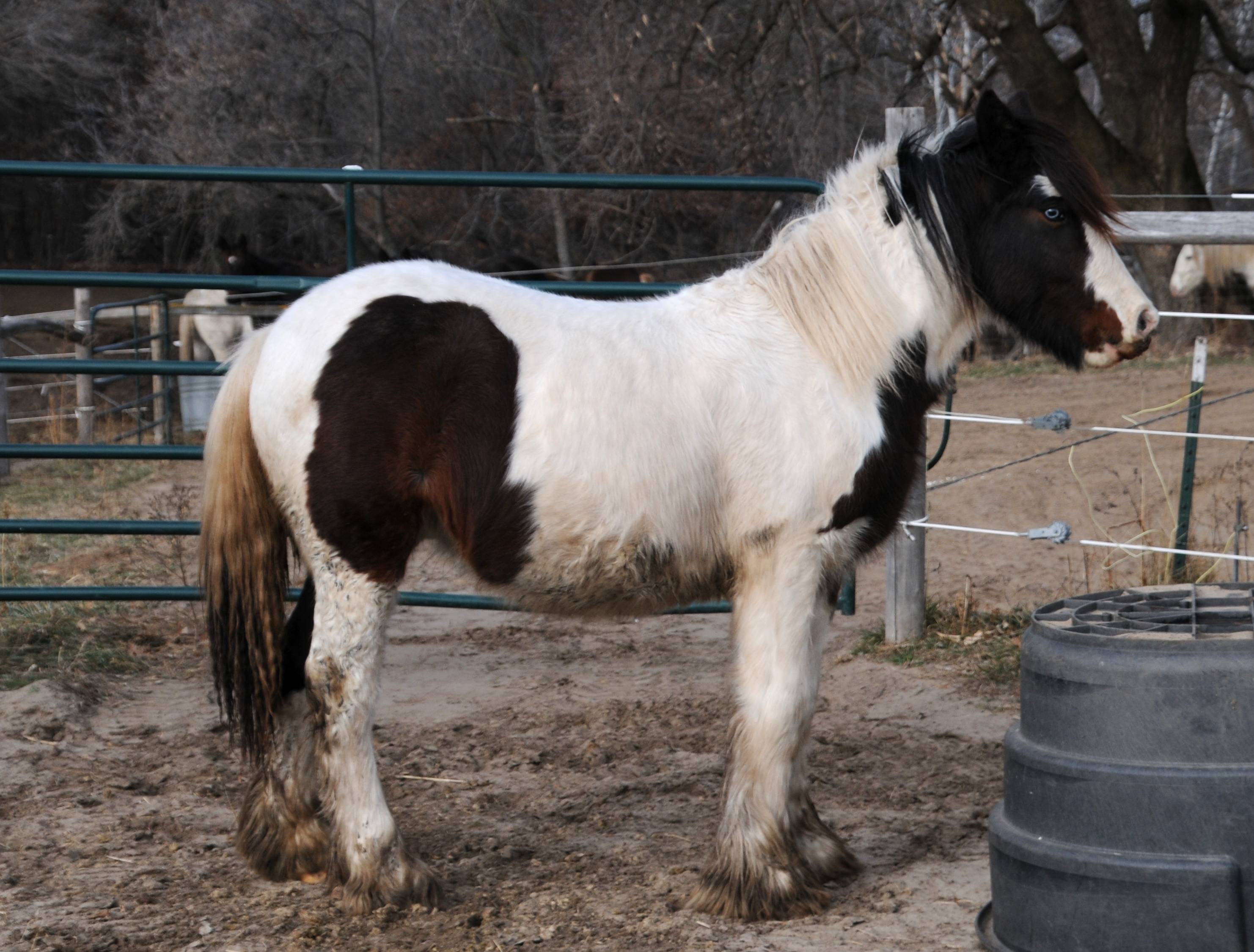 Gypsy Vanners and Show Ponies For Sale | Minnesota