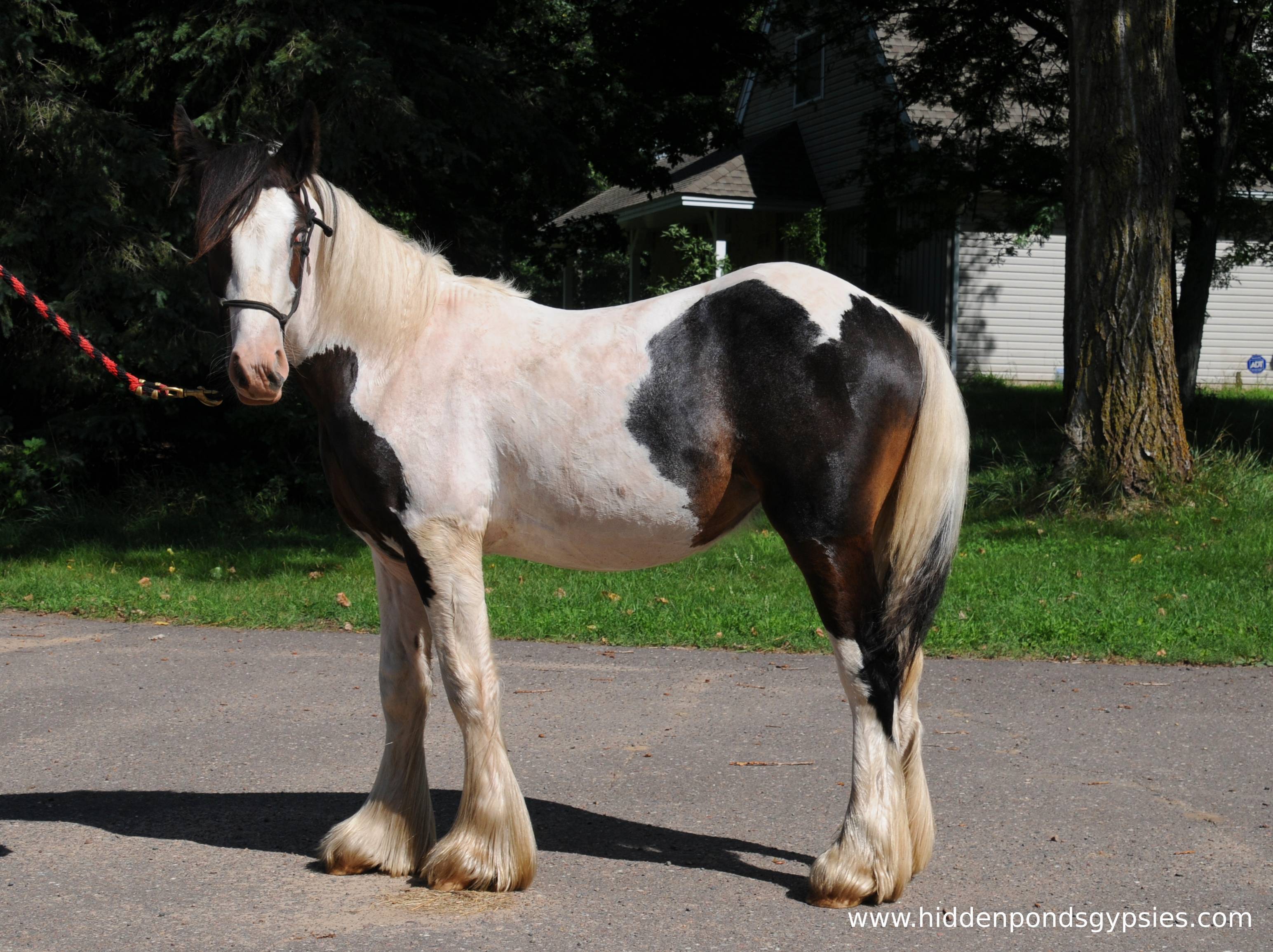 Gypsy Vanners and Show Ponies For Sale | Minnesota