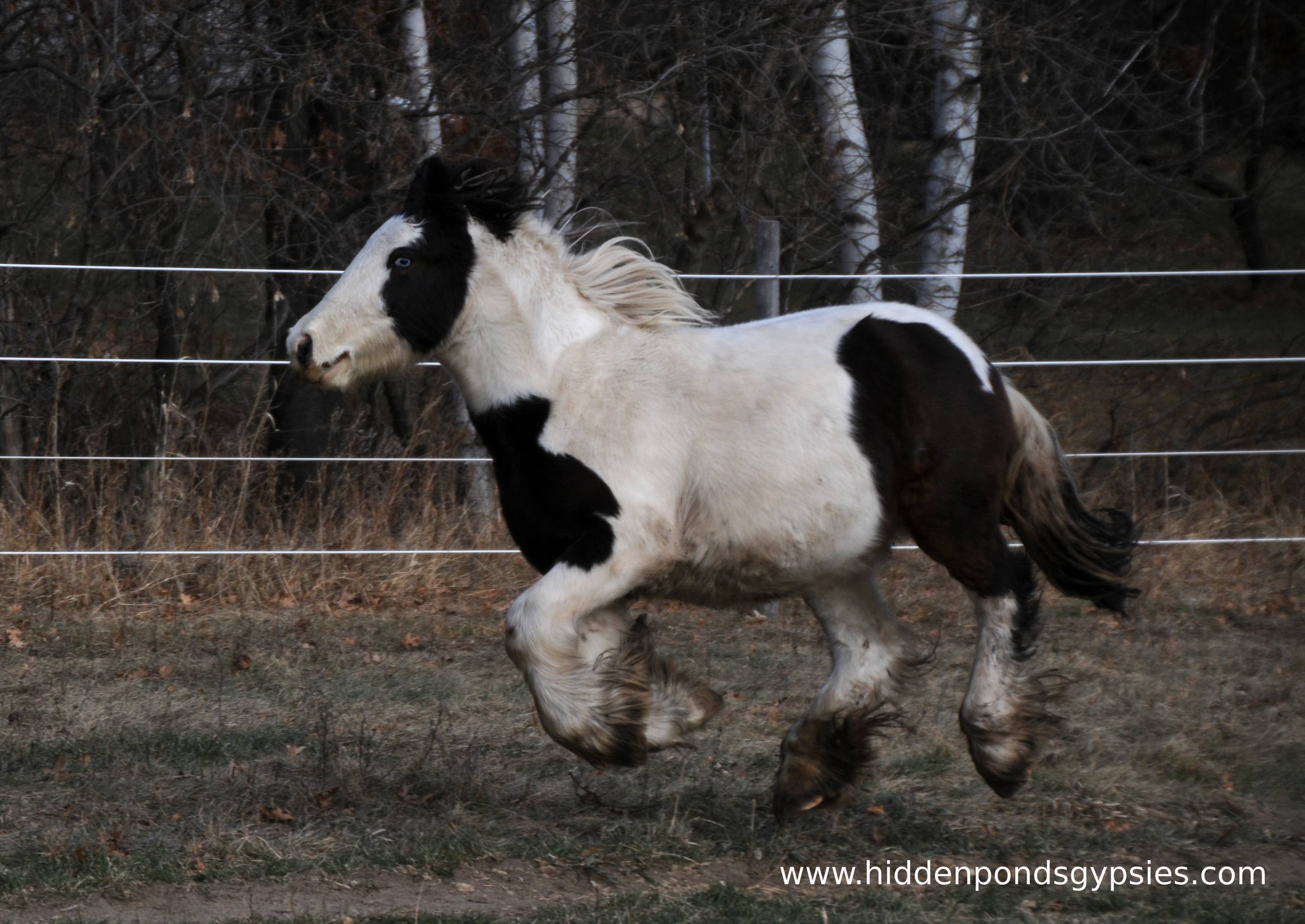 Gypsy Vanners and Show Ponies For Sale | Minnesota