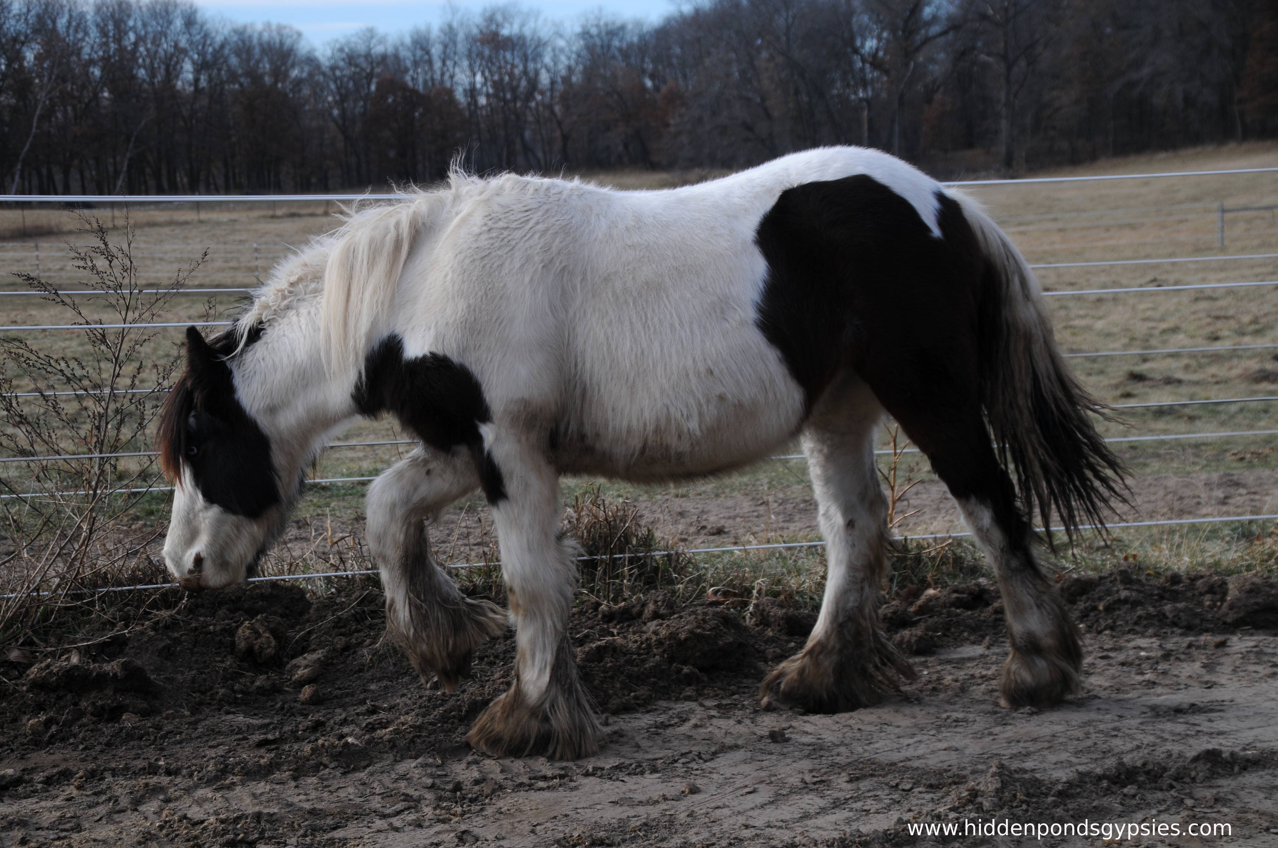 Gypsy Vanners and Show Ponies For Sale | Minnesota