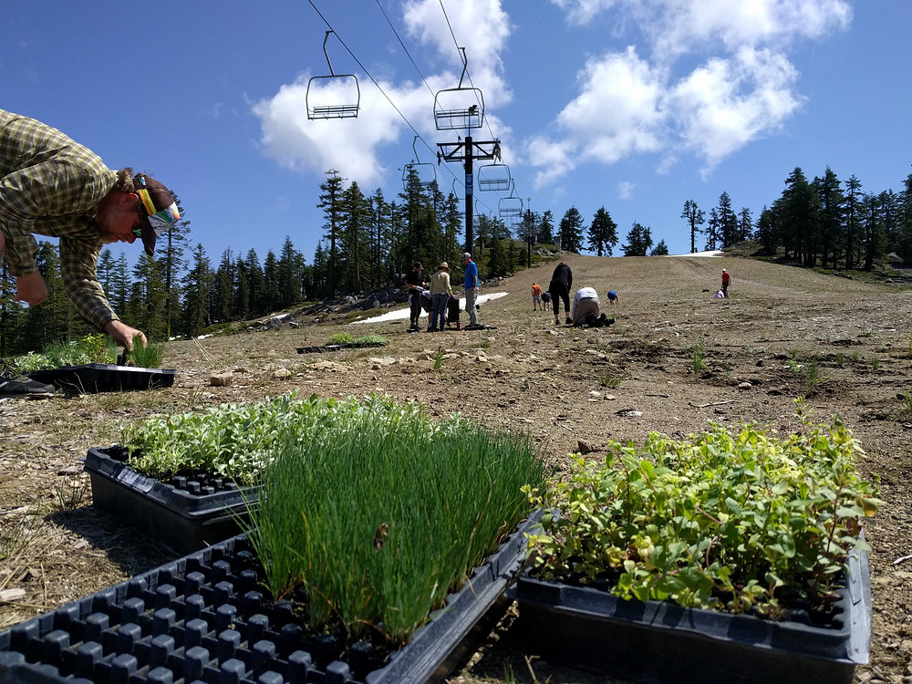 Restoring disturbed ground on Mt Ashland with native forbs