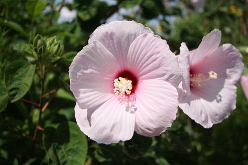 Rose mallow | Bombus