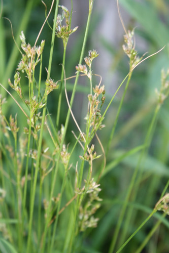 0.25 acre Waterway, Swale and Basin Mix 25/20: Seed Mix | Bombus