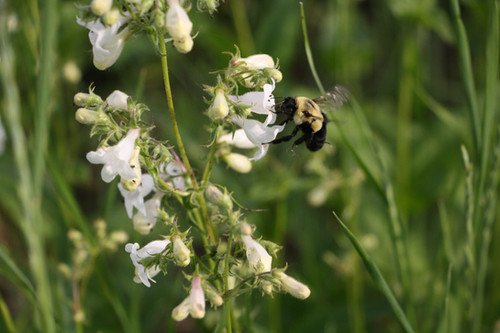 Pollinator Meadow - Shortgrass - 500sq ft: Seed Mix | Bombus