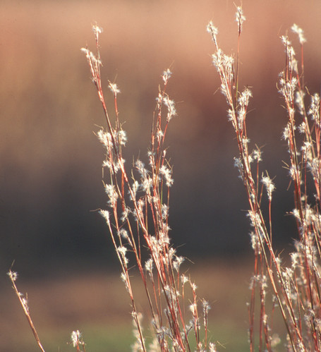 1-acre Classic Dry Shortgrass Prairie 20/20: Seed Mix | Bombus