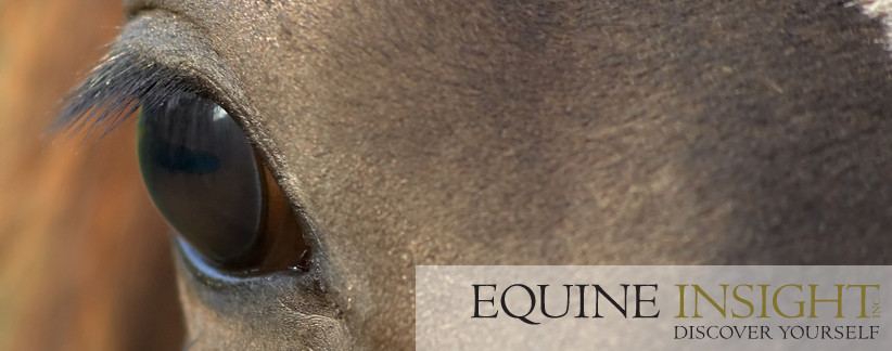 Equine Assisted Therapy | Equine Insight Inc | Romsey