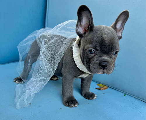 Blue female “ Erica” | French Bulldogs INC.