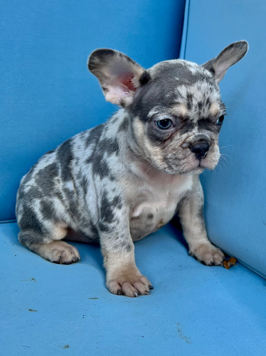 Blue tri Merle male” Prince Enron” | French Bulldogs INC.