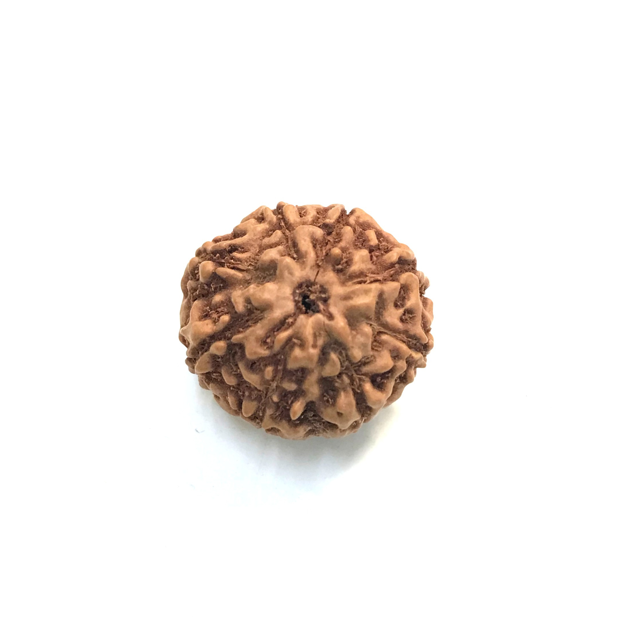8 Mukhi Indonesian Collection Rudraksha