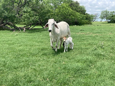 Home | Murphy Cattle Company