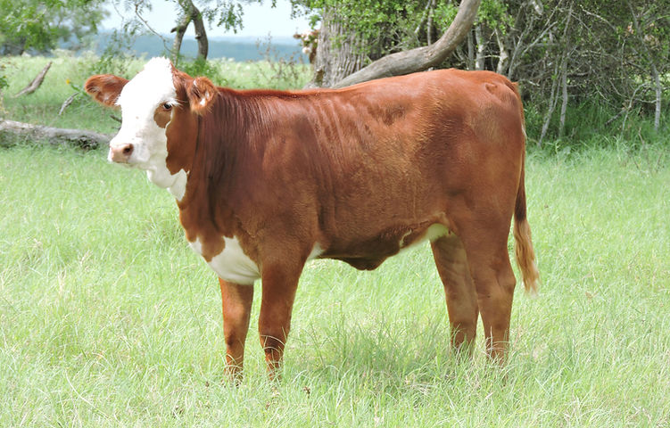 Home | Murphy Cattle Company