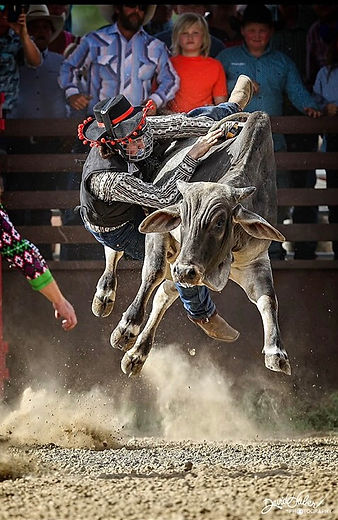 Home | Murphy Cattle Company