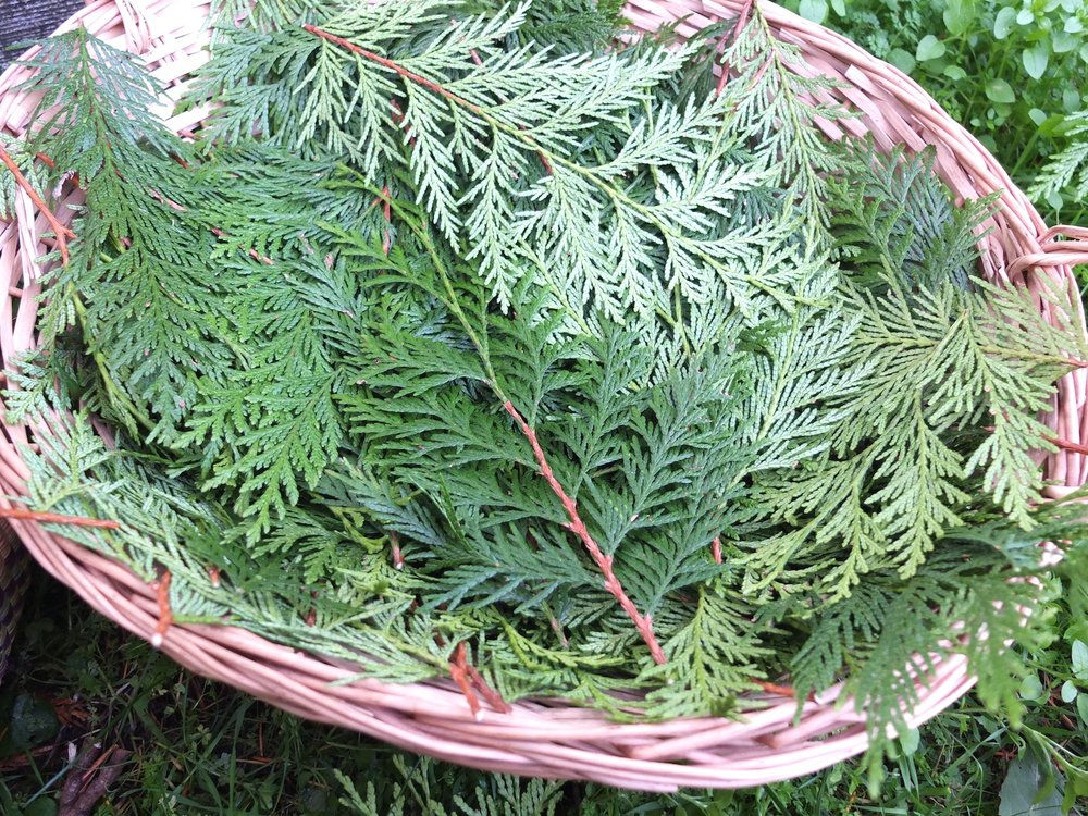 Cedar Medicine Teachings of the West