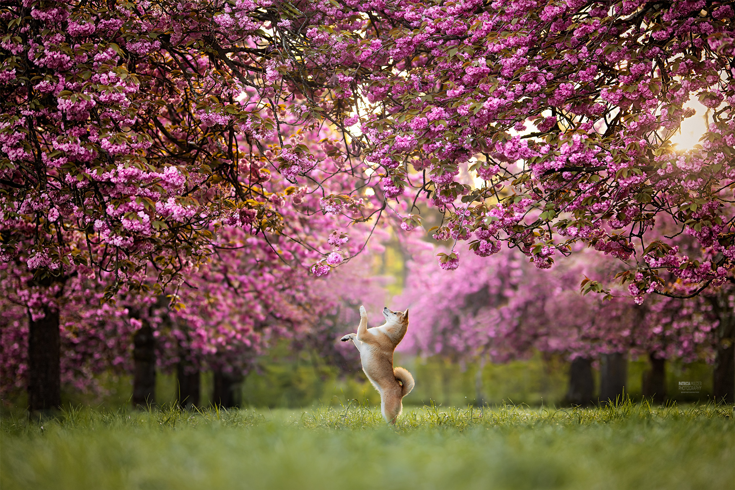 Hondenfotograaf | Patricia Mulder Photography