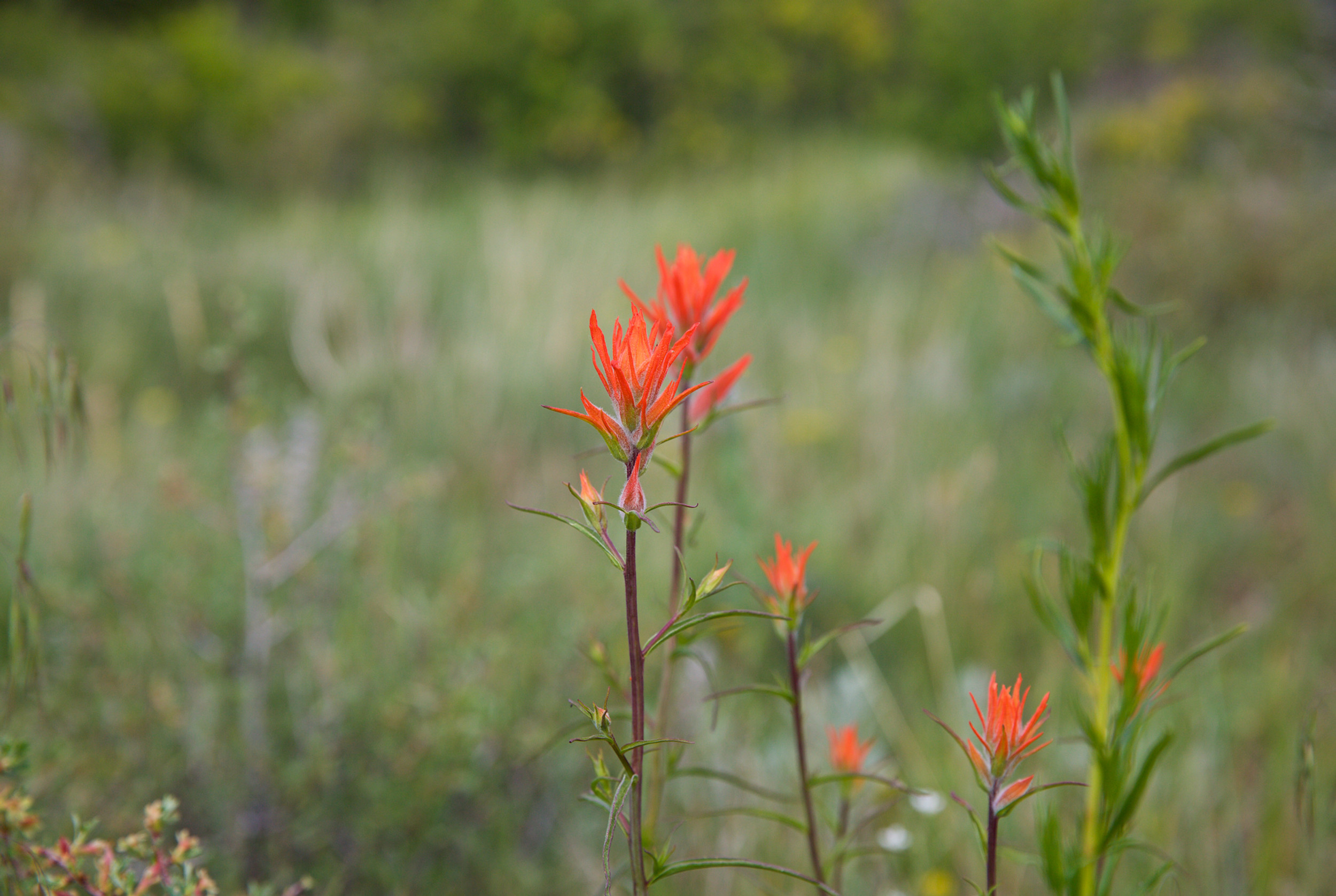 WCCA | County Explorer