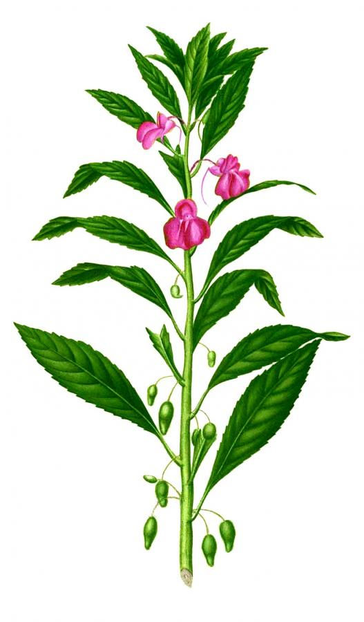 La Balsamine symbolisme