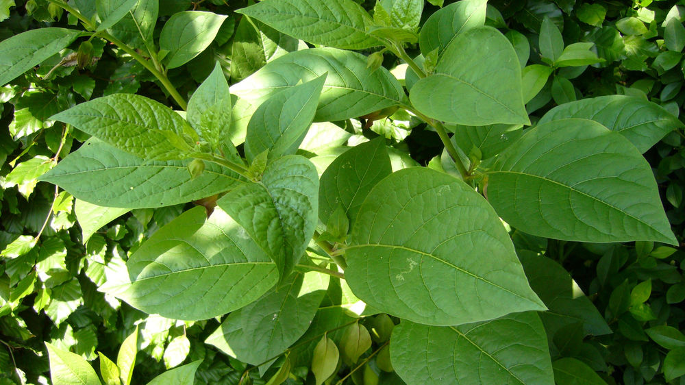 La Belladone symbolisme