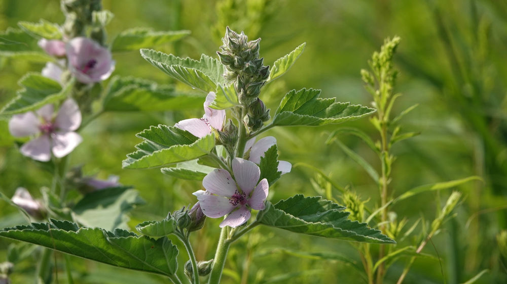 La Guimauve symbolisme