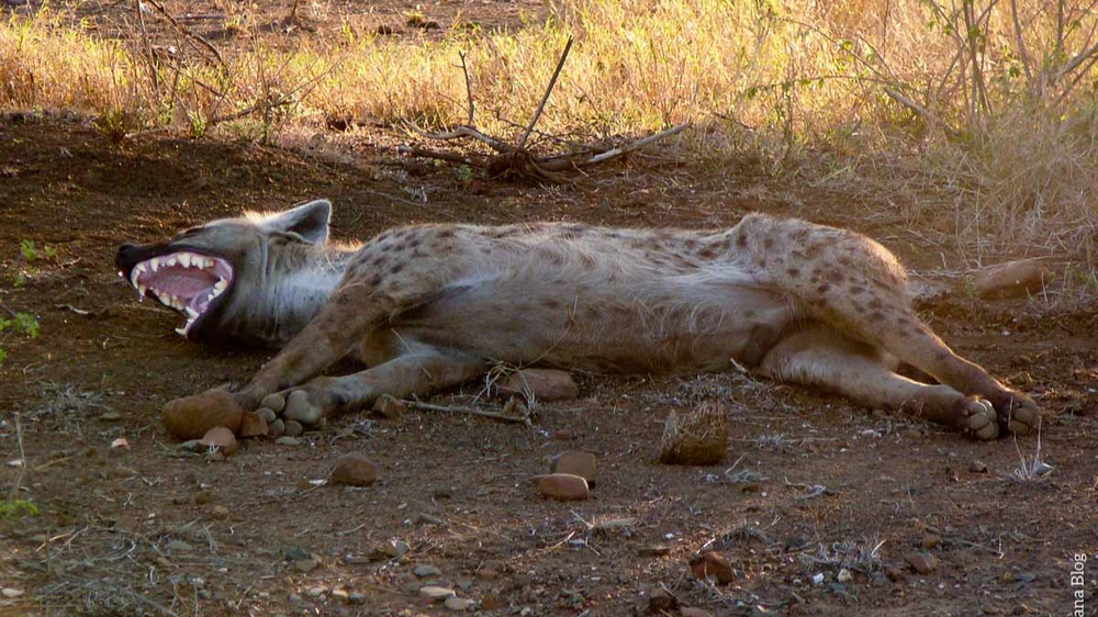 La Hyène symbolisme