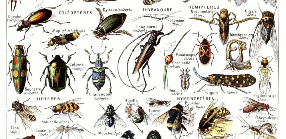 Les Insectes