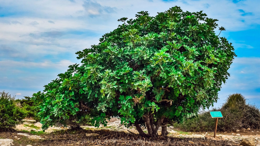 Le Caroubier symbolisme