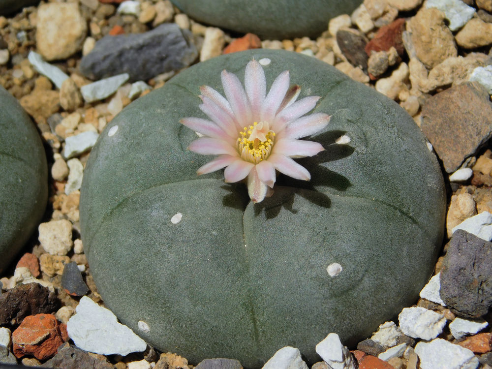 Le Peyotl symbolisme