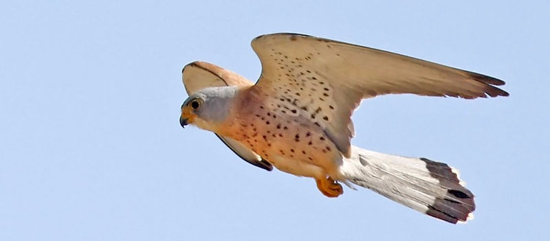 Le Faucon symbolisme