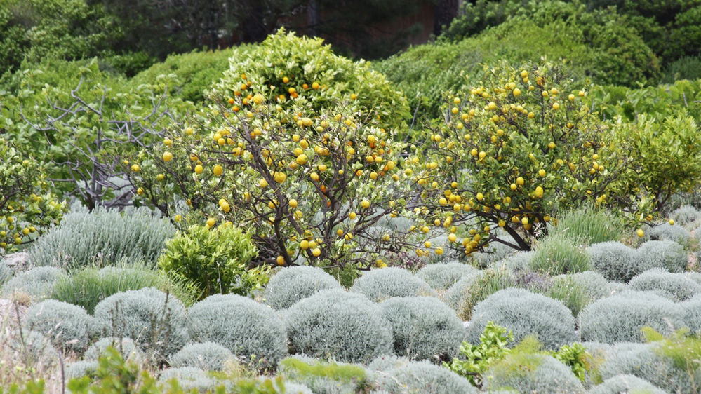 L'Oranger symbolisme