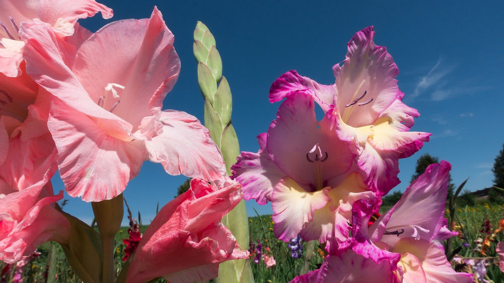 Le Glaïeul symbolisme