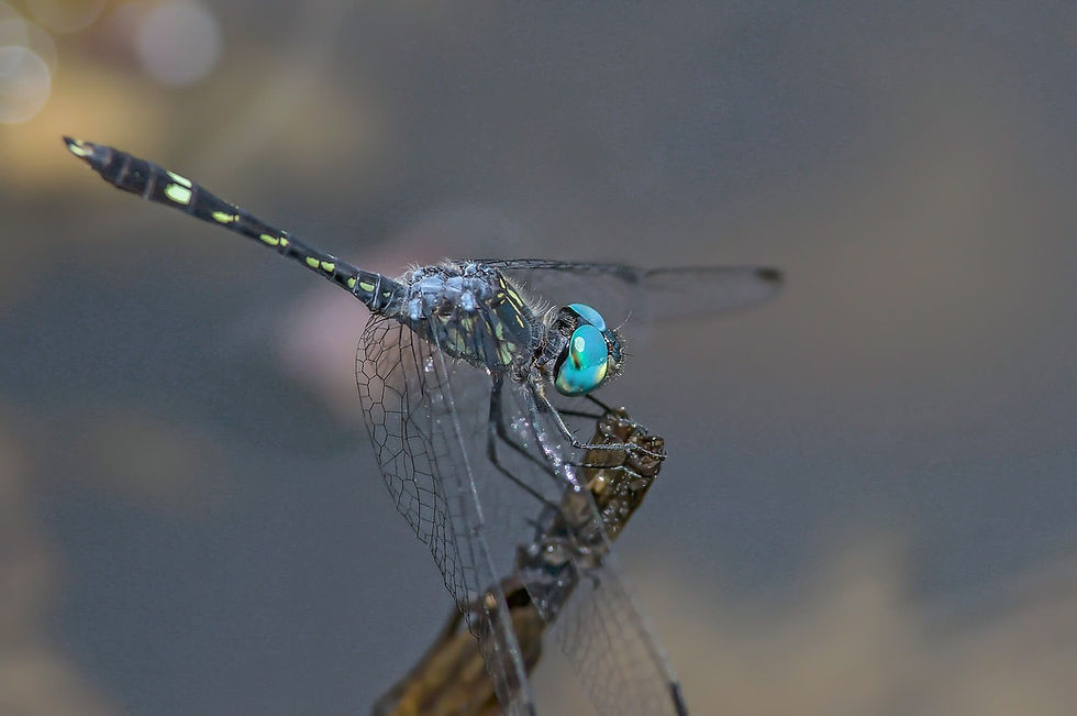 La Libellule symbolisme