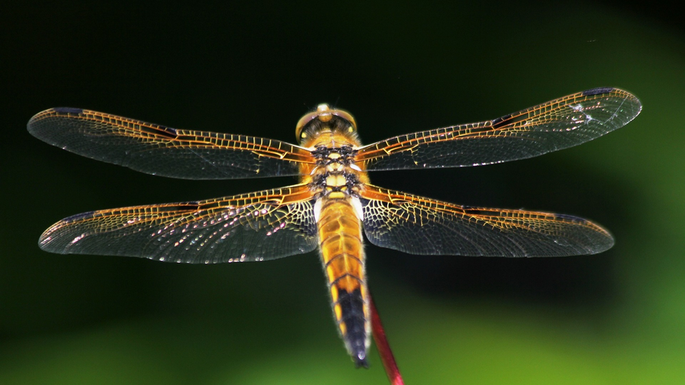 La Libellule symbolisme