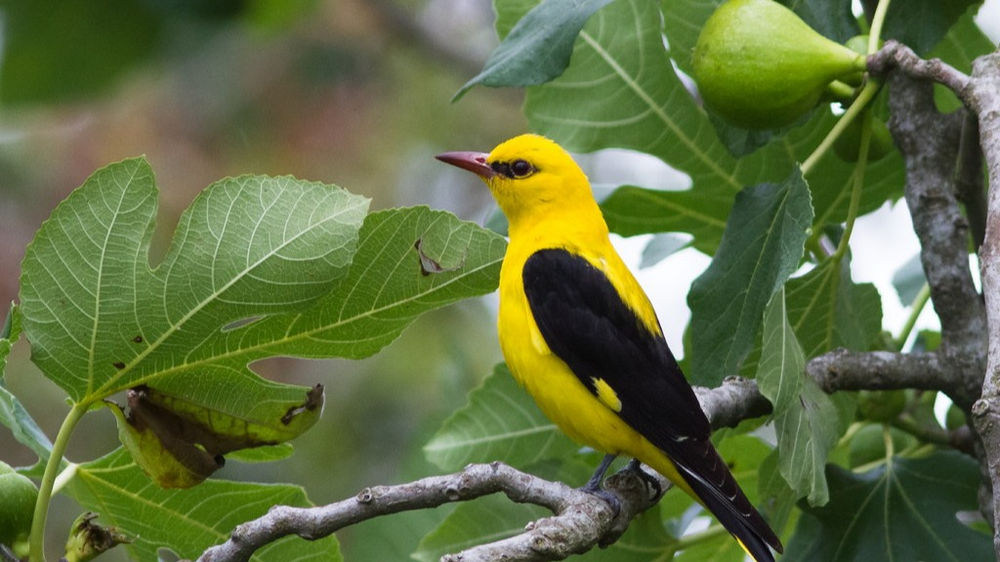 Le Loriot symbolisme