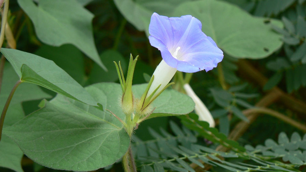 Le Liseron symbolisme