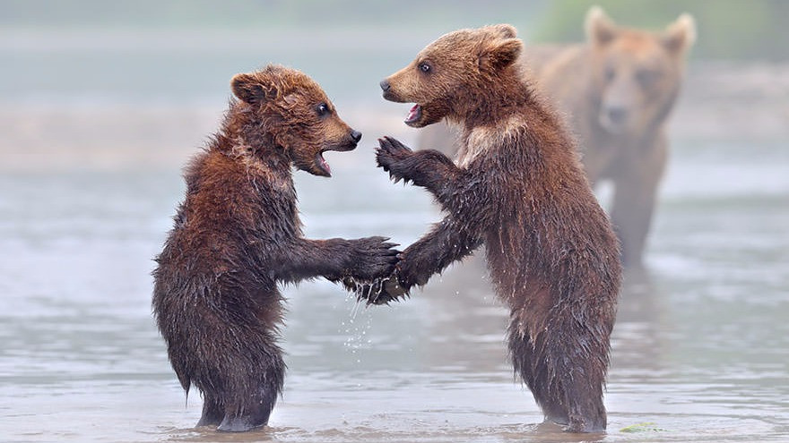L'Ours (suite)
