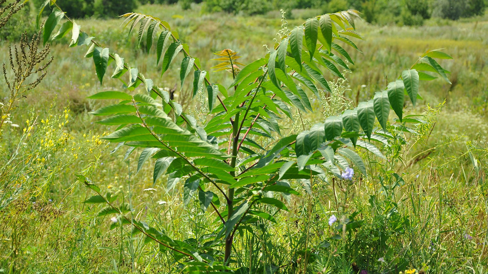 L'Ailante symbolisme