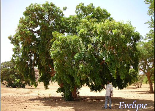 Le Kolatier symbolisme